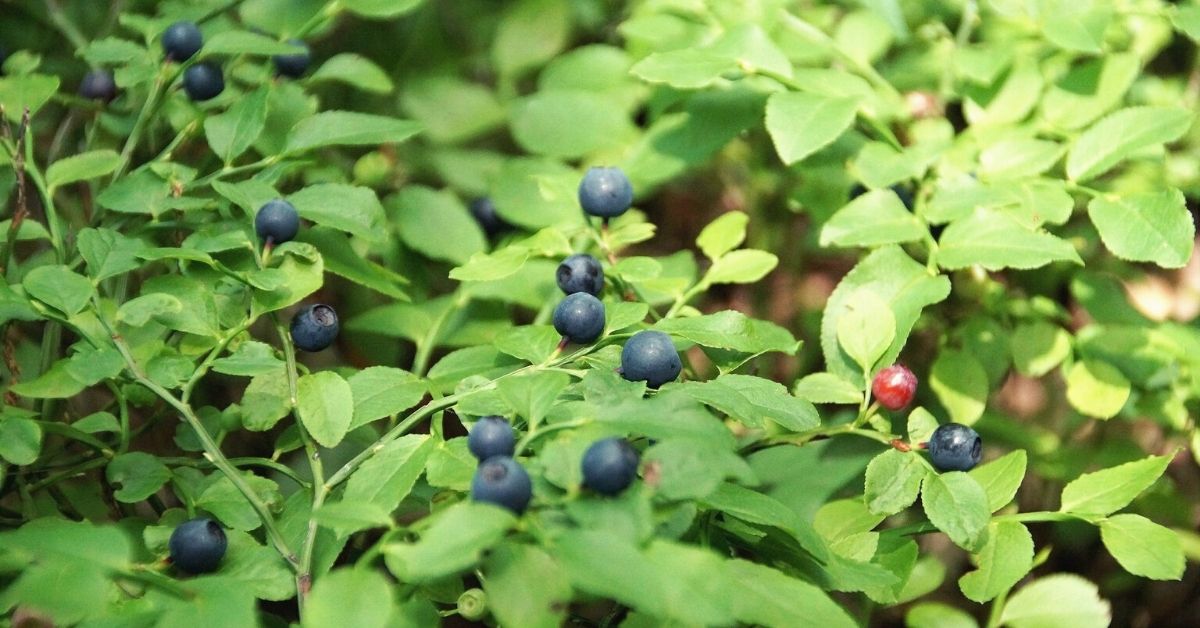 Blauwe bosbessen zijn een bron van antioxidanten - Kruidenwonder