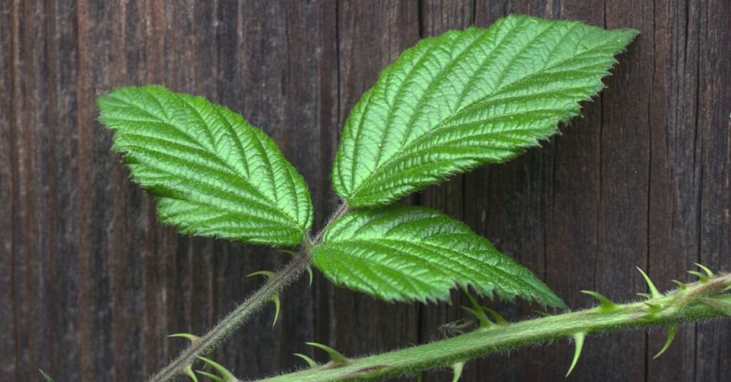 Braambessen verwerken tot een siroop - Kruidenwonder