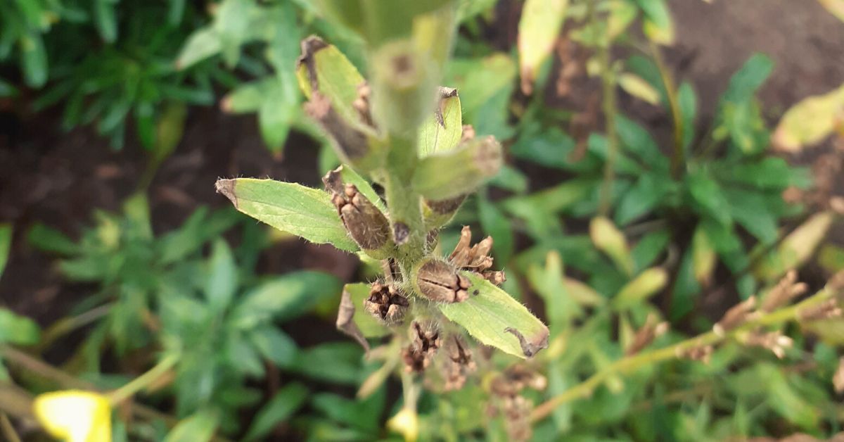 Teunisbloem olie - Kruidenwonder