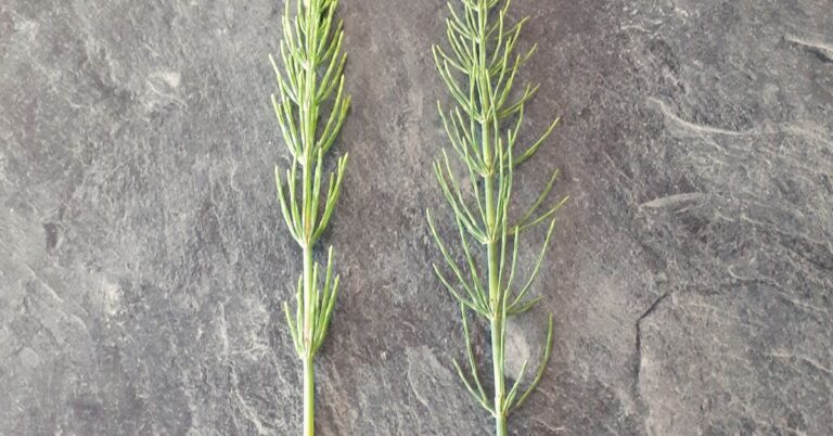 Heermoes is een boost voor je bindweefsel - Kruidenwonder