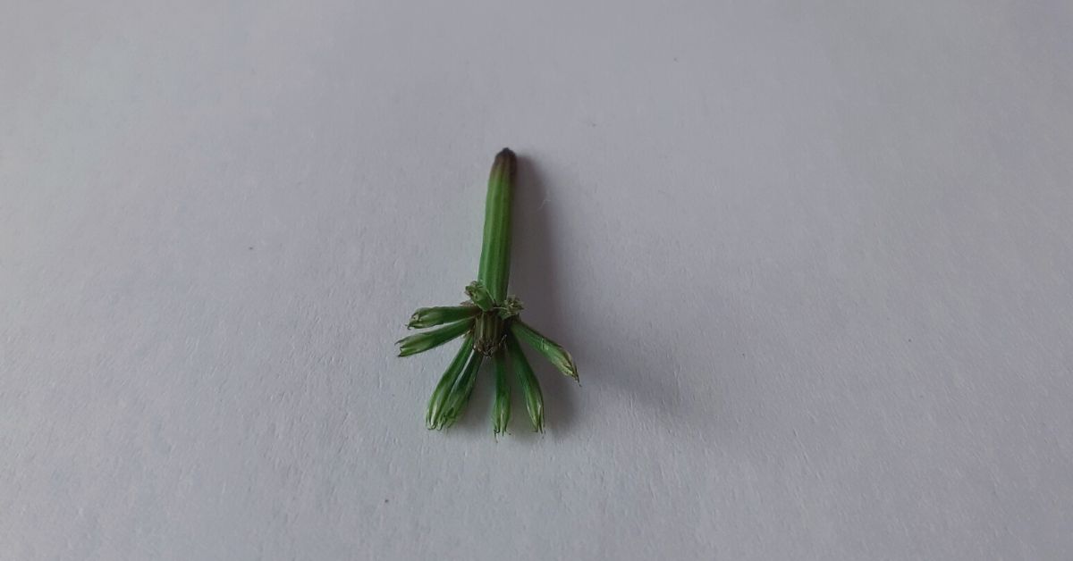 Heermoes is een boost voor je bindweefsel - Kruidenwonder