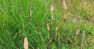 Heermoes is een boost voor je bindweefsel - Kruidenwonder